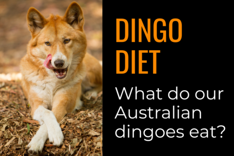 Dingo diet: what our dingoes eat | Intrepid World